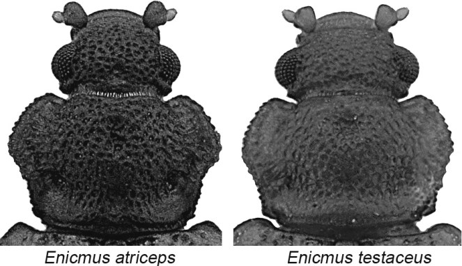 Reconnaître Enicmus atriceps – EntomoData
