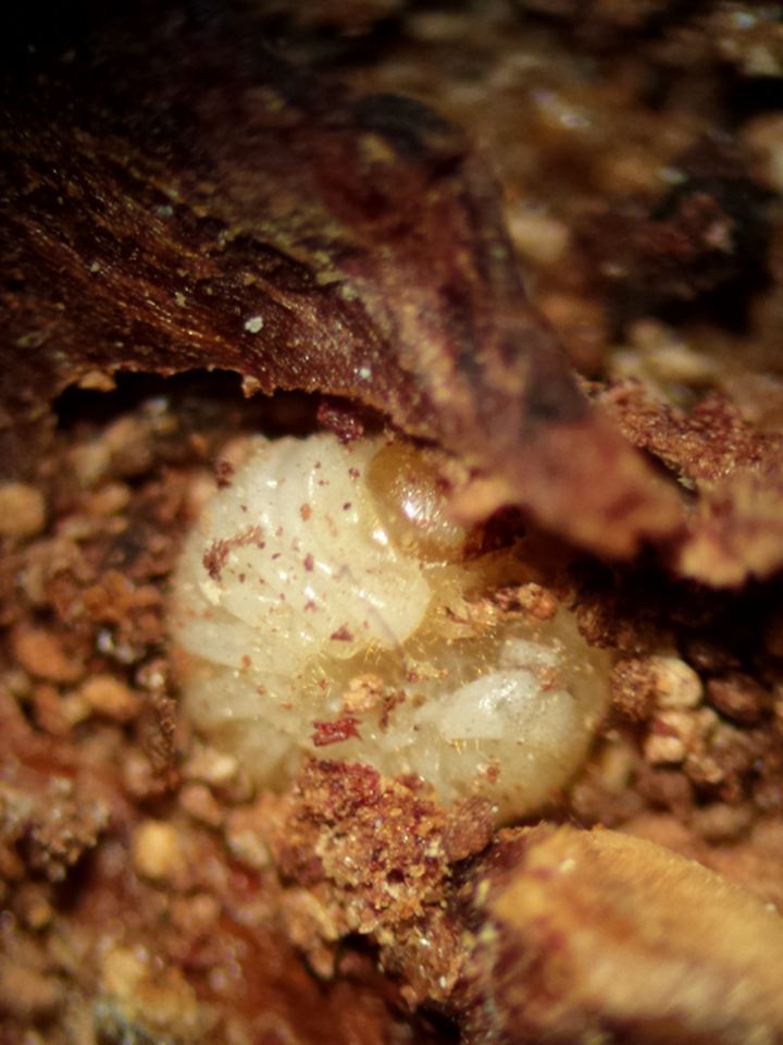 Développement d’Ernobius abietis dans les cônes d’épicéa – EntomoData